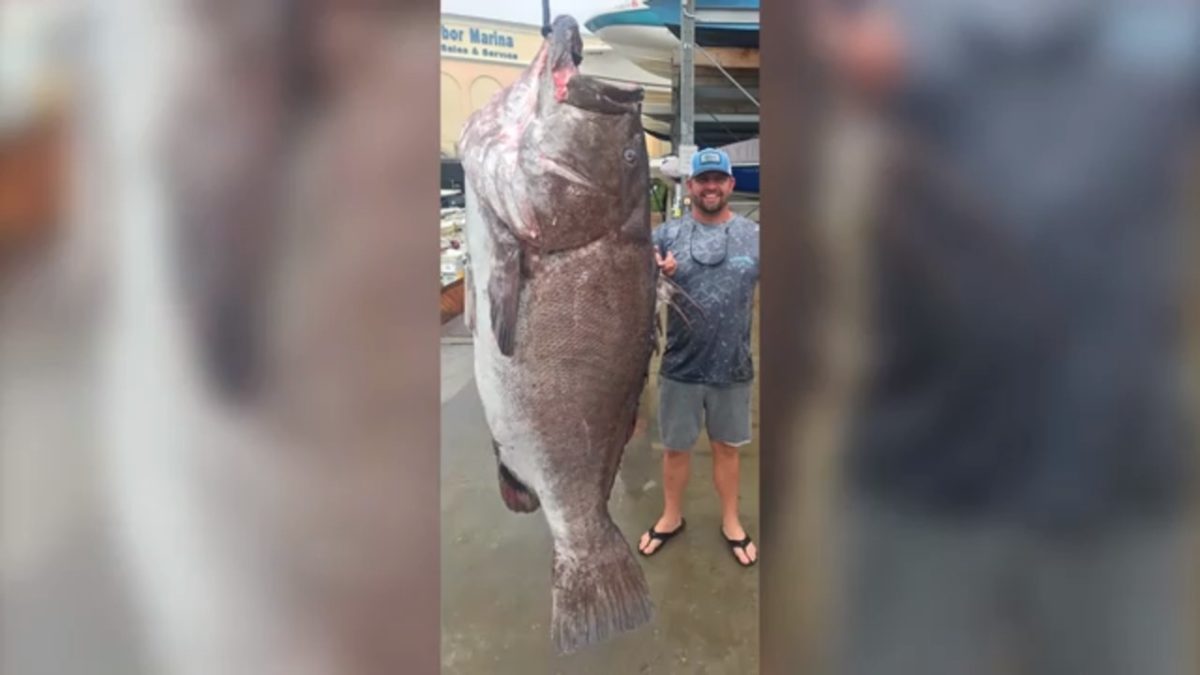 Fisherman Captures Extremely Rare 350-Pound 50-Year-Old Giant Fish ...