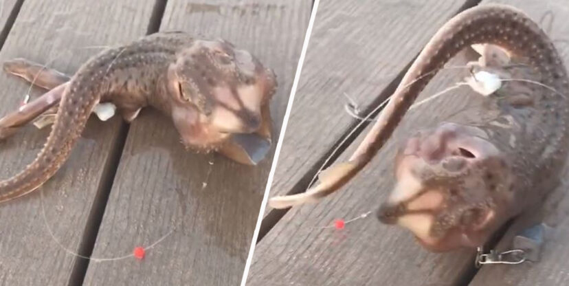 Fisherman Catches Freaky 3-Legged Creature From The Atlantic Ocean