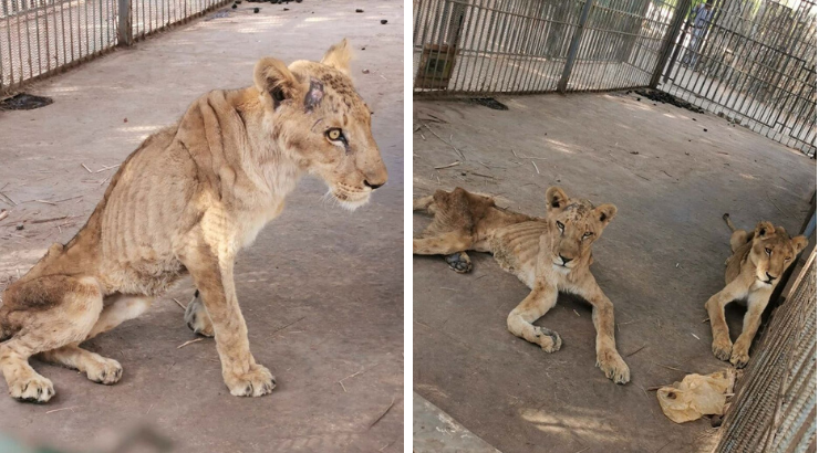 Heartbreaking Images Show Lions Starving In Sudan Zoo Where Workers Use ...