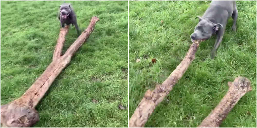 Hilarious Pet Dog Finds Fallen Tree And Tries To Take It Home Thinking ...