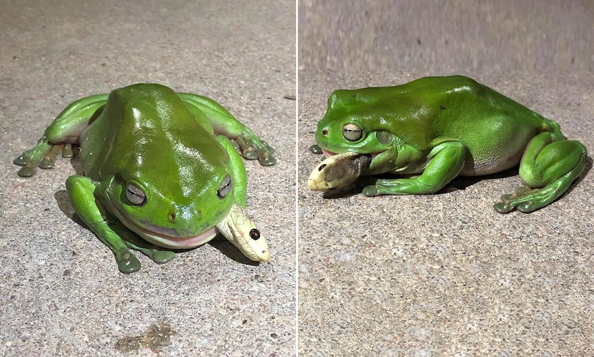 Green Tree Frog Caught Eating One Of The Most Venomous Snakes In The World