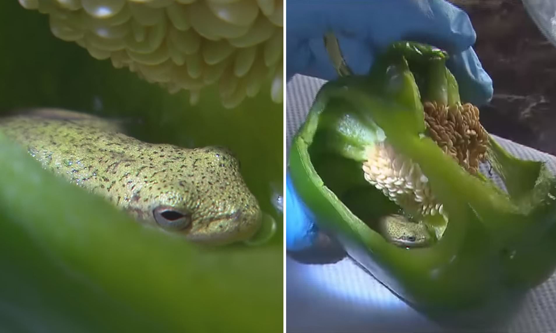 Couple Find Live Green Frog Living Inside Green Pepper