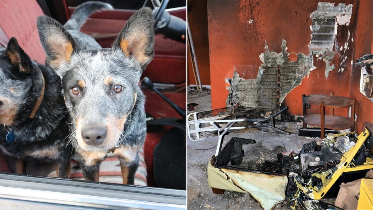Almost Burned Down The House: Curious 9-Month-Old Puppy Sparks House Fire