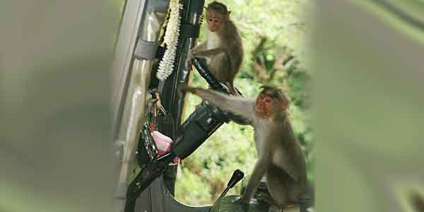 A monkey rams bus into two other vehicles in Uttar Pradesh