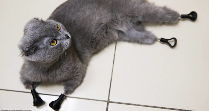 The Bionic Cat: Adorable Cat Gets 4 Titanium 3D-Printed Paws After ...