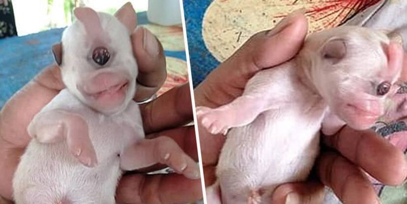Cyclops Puppy With Extremely Rare Condition Born In Thailand