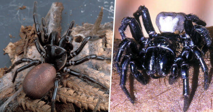 Australia To Experience Boom Of Highly Venomous Spiders After Bushfire ...