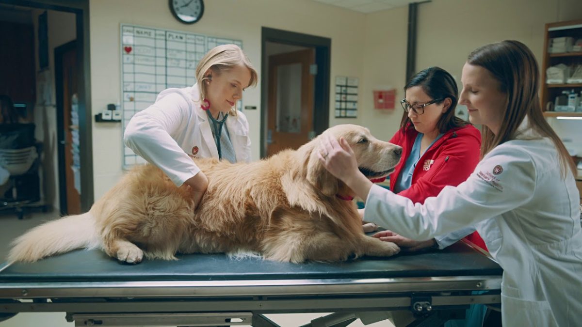 CEO Spends $6 Million On Super Bowl Ad To Say Thanks To Vets That Saved ...