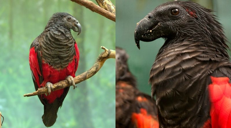 Meet The Glorious And Scary Dracula Parrot