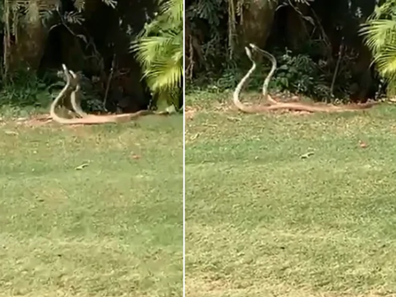2 Rat Snakes Caught Dancing At Golf Course In India
