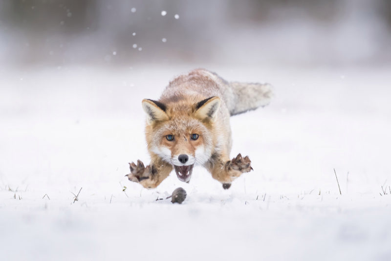 Incredible Picture Shows Fox Pouncing On Tiny Mouse