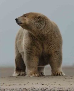 Polar Bear Who Is 10 Stone Overweight Named As “Fat Albert” By Locals ...
