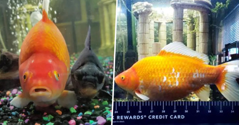 Massive Pet Goldfish Grows To Nearly One Feet After Eating All Its Tank ...