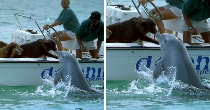 Friendly Dolphin Jumps Out Of The Water To Give Dog A Kiss