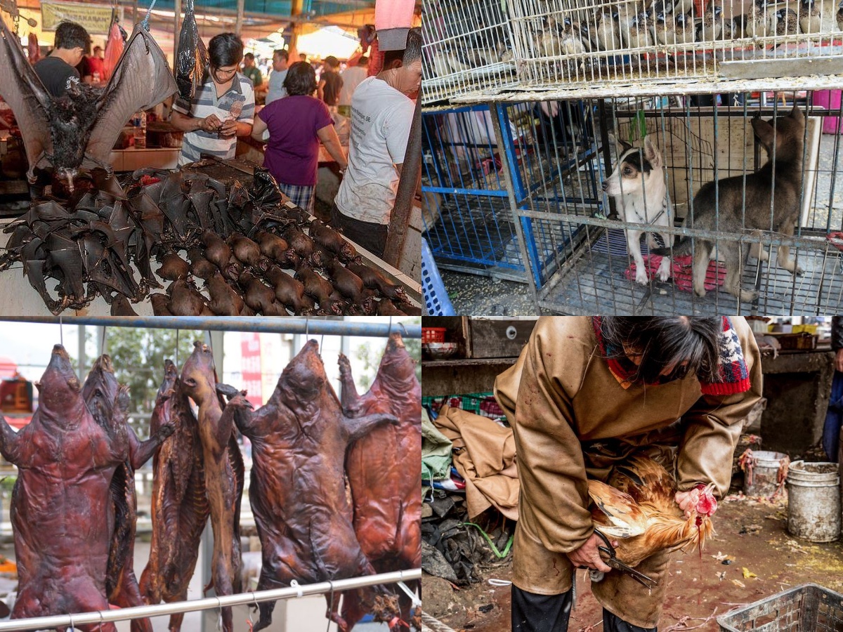 Your Help Is Needed: Petition For Wet Markets To Close Down Permanently