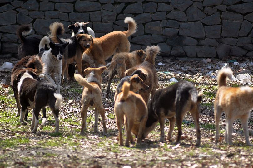 Pakistan Police Launch Investigation After Seeing Stray Dog Carrying ...