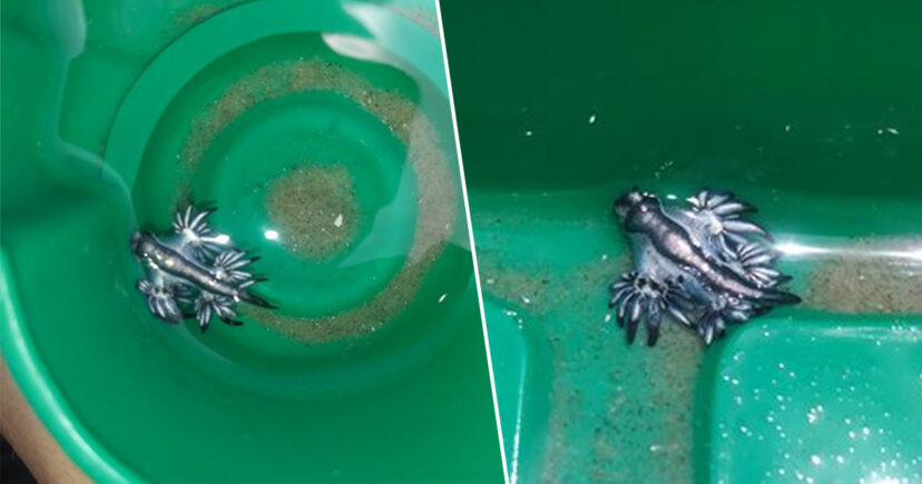 Extremely Rare Blue Dragons Are Washing Up On A Seashore In Texas