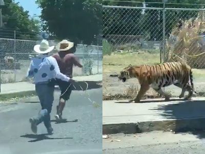 Fearless Mexican Cowboy Captures Escaped Tiger With Lasso