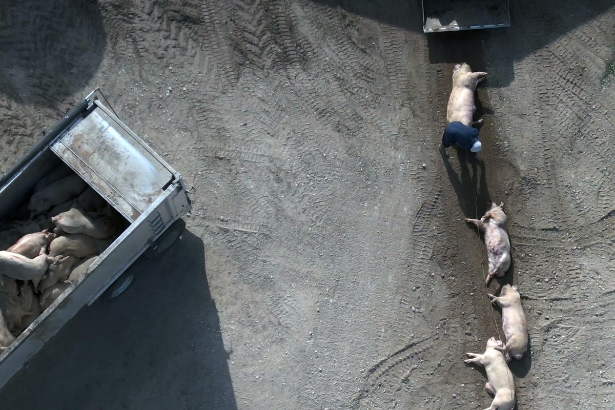Largest Pork Producer Of Iowa Roasted Pigs Alive In Coronavirus Mass ...