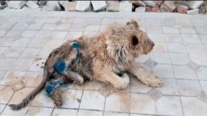 Lion Has Its Legs Deliberately Broken So It Couldn’t Run Away From Tourists