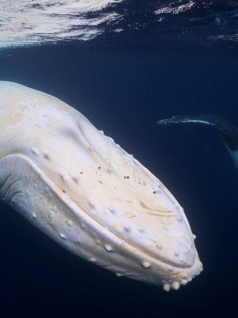 Migaloo: The Elusive White Humpback Whale Has Been Spotted Heading ...