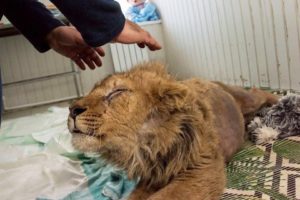 Lion Has Its Legs Deliberately Broken So It Couldn’t Run Away From Tourists
