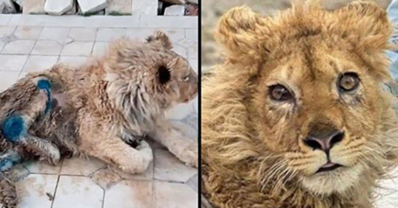 Lion Has Its Legs Deliberately Broken So It Couldn’t Run Away From Tourists