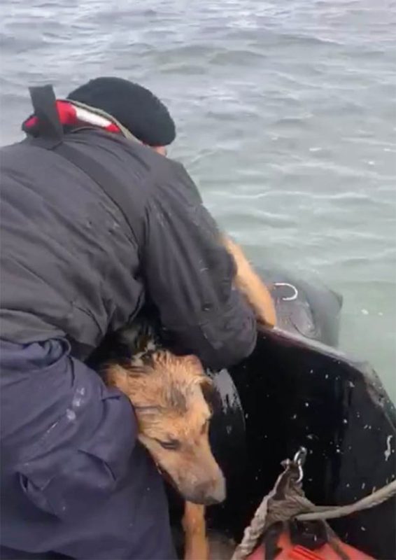 Navy Sailors Rescue Dog From Sea During Storm And Are Trying To Adopt ...