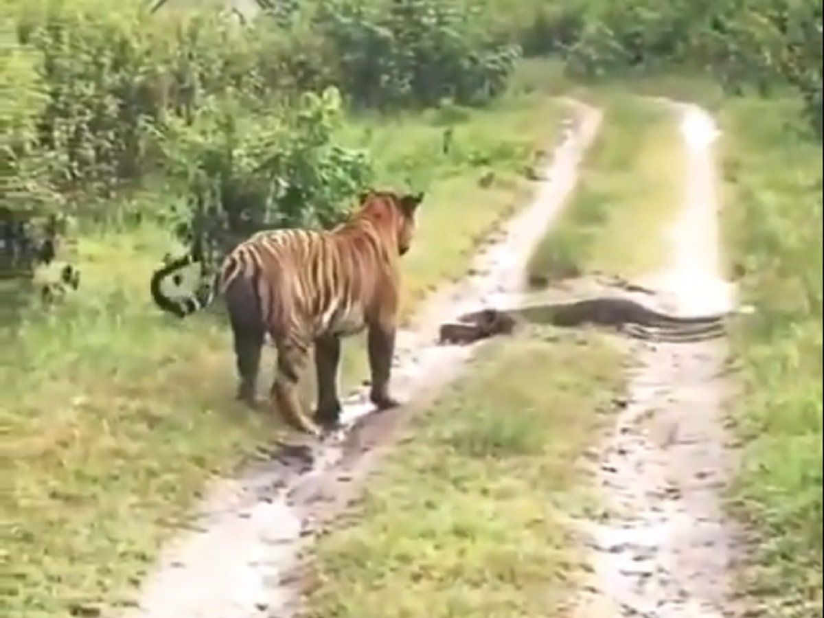 Watch: Tiger Leaves The Way For Massive Python In Scary Video Captured ...