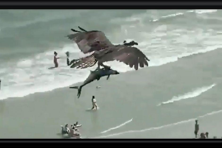 Massive Bird Caught Flying With Shark-Like Fish Over South Carolina Beach