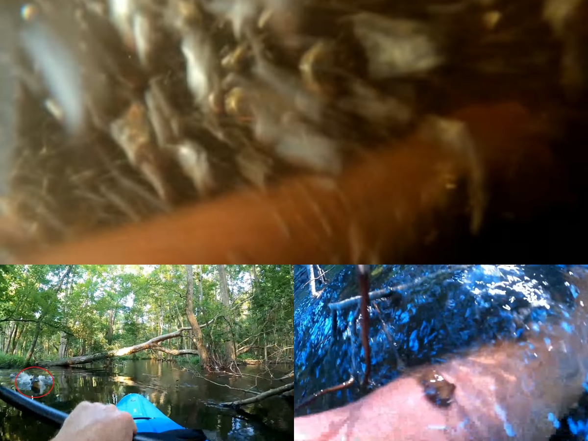 Scary Video Shows Alligator Slamming Into Kayaker, Flipping His Boat ...