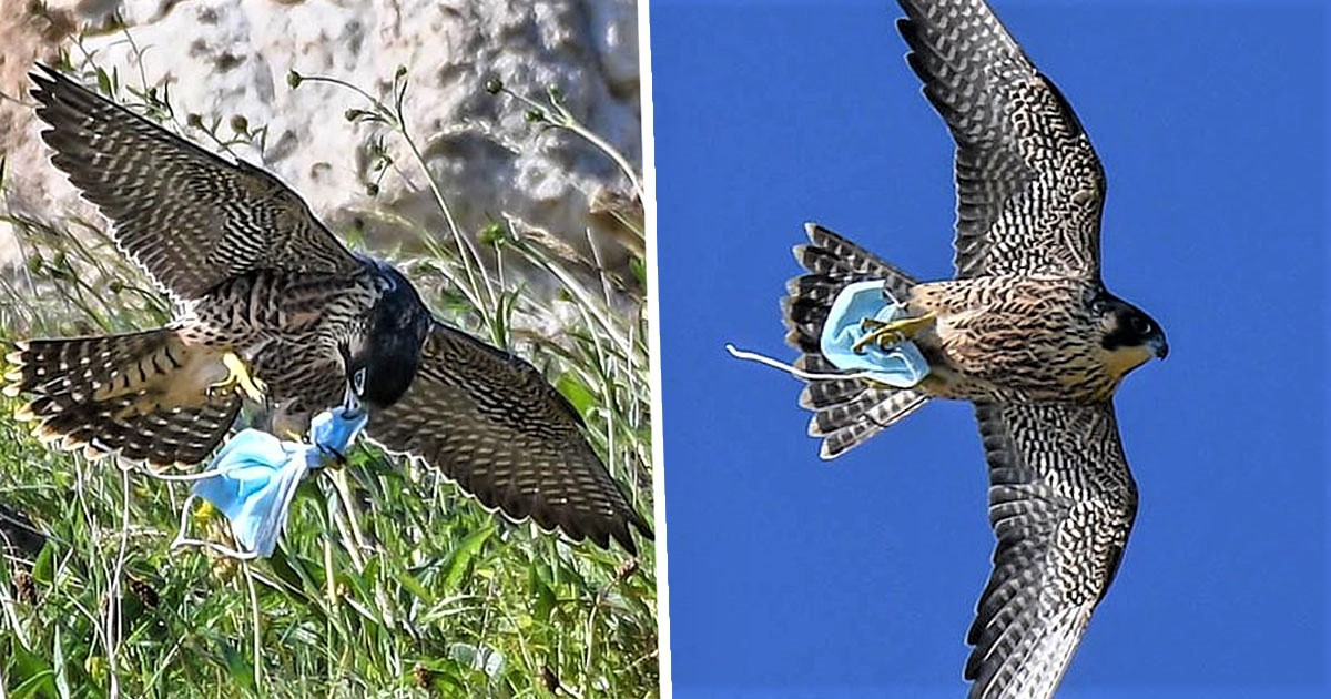 Peregrine Falcon Pictured Flying With Discarded Face Mask