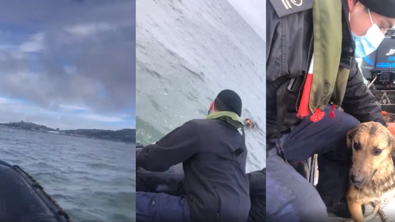 Navy Sailors Rescue Dog From Sea During Storm And Are Trying To Adopt ...