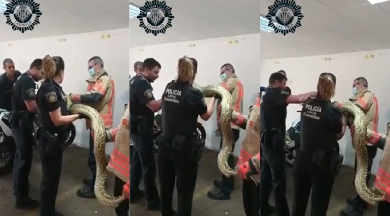 Massive 8-Foot-Long Python Falls From Sky And Lands In Garden Of ...