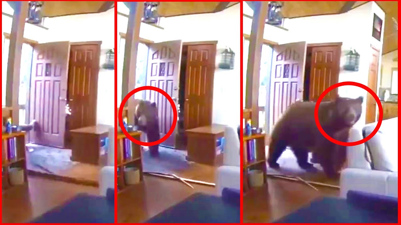 Scary Surveillance Video Shows Brown Bear Barging Into House After ... Scary Surveillance Video Shows Brown Bear Barging Into House After ...