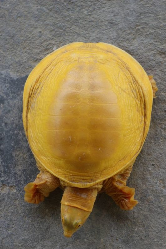 Turtle Born With Golden Shell Is Being Worshipped As God In Nepal
