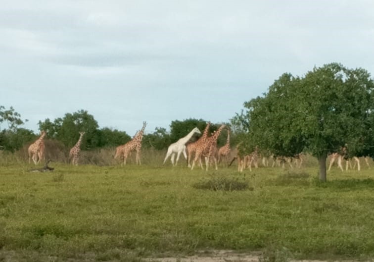 The Last White Giraffe In The World Pictured Outside The Ishaqbini ...
