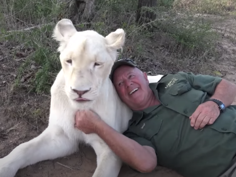 South African Conservationist Mauled To Death By 2 Beloved White Lions ...