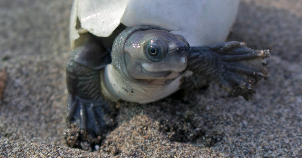 Extremely Rare Turtle Known For Its Permanent Smile Has Been Brought ...