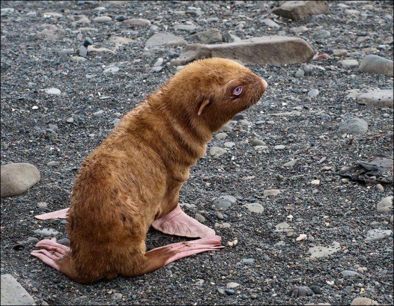 Extremely Rare Ginger Seal Pup With Blue Eyes Is Not Loved By Its Own Kind