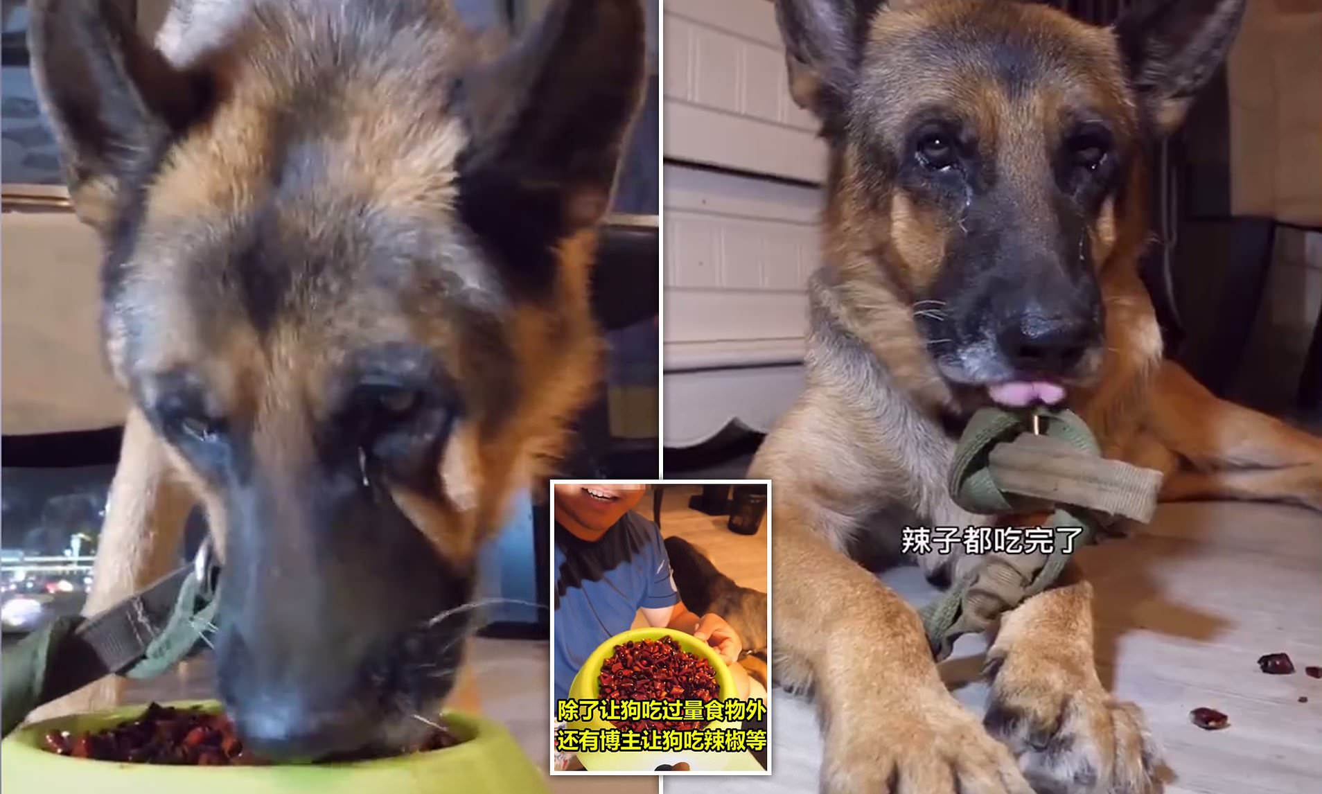 Poor German Shepherd’s Eyes Water Up After Owner Forcefully Feeds It ...