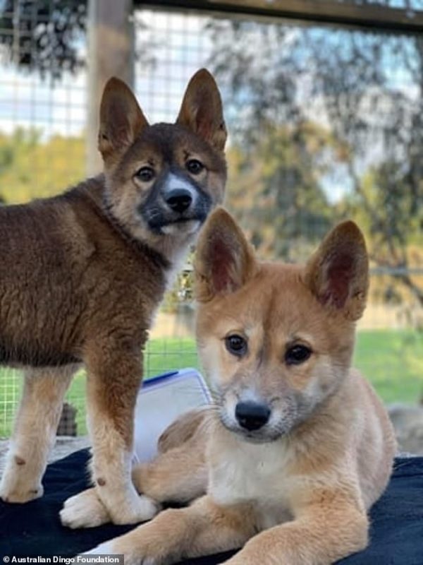 Ultra-Rare Purebred Alpine Dingo Puppy Discovered And Rescued In Australia
