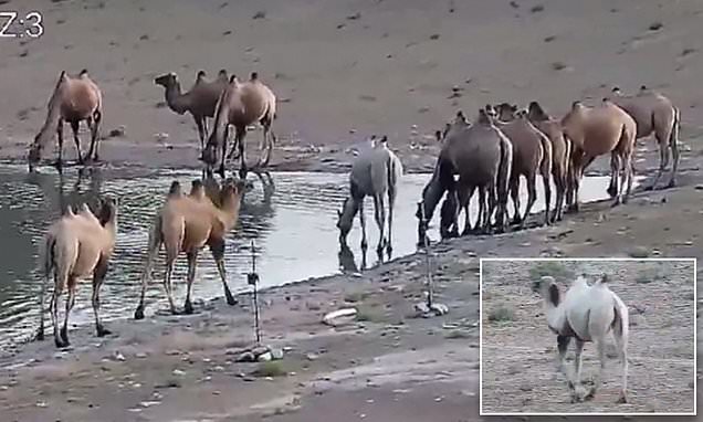 Extremely Rare White Wild Camel Pictured For The First Time Ever In ...