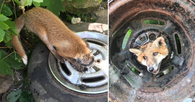 Poor Fox Rescued By Experts After Accidentally Getting Its Head Stuck ...