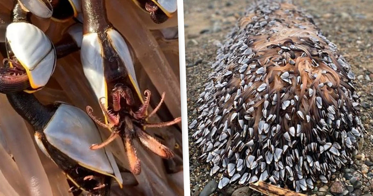 Family Discover Extremely Rare “Alien” Like Sea Creatures That Are ...