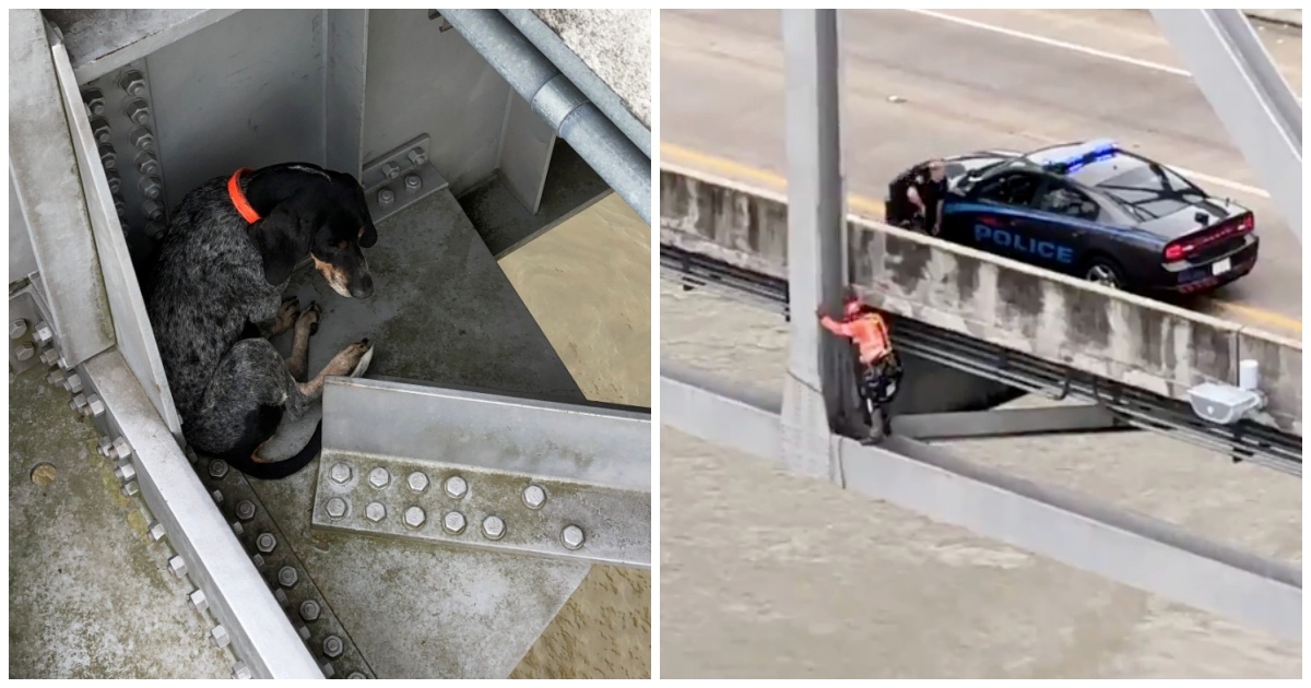 Bridge Inspector Risks Life To Rescue Dog That Got Stranded 120 Feet ...