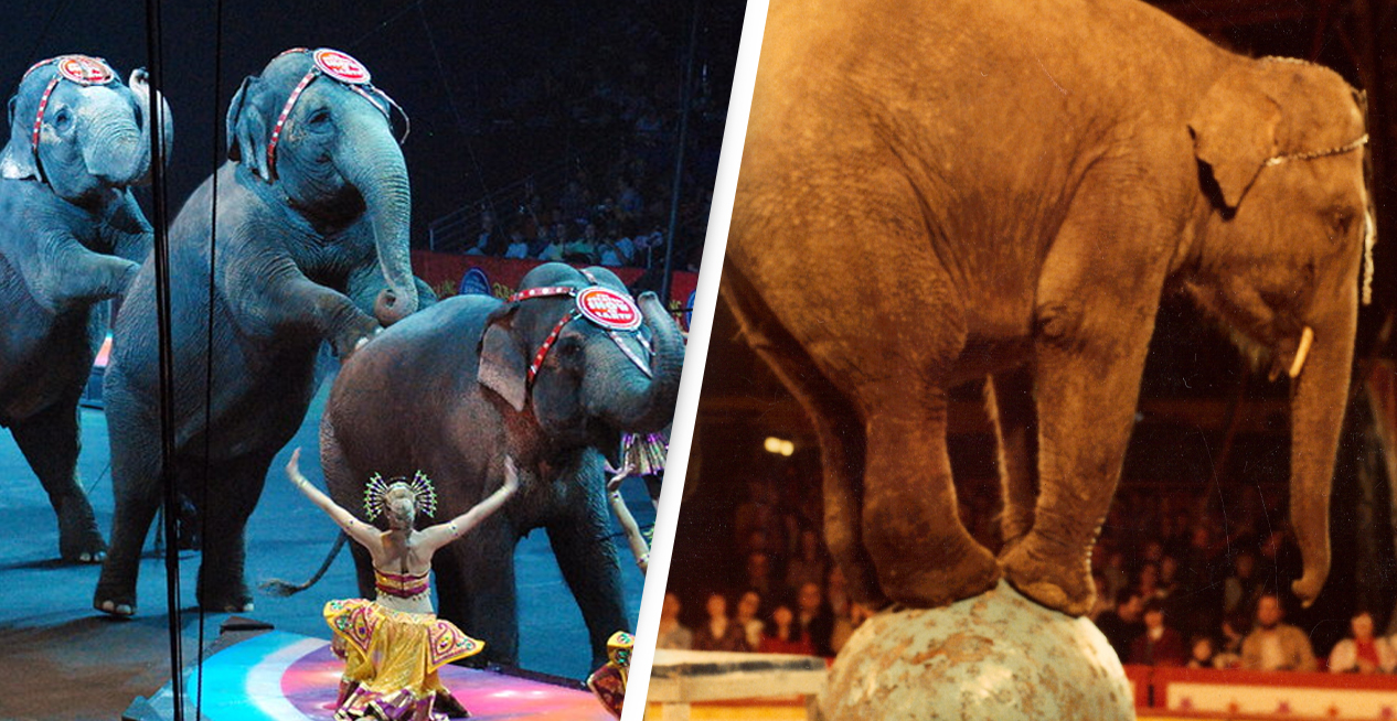 France Government Announce They Will Put A Ban On The Use Of Wild ...