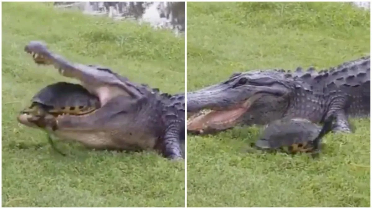 Alligator Tries Every Possible Way To Eat Turtle But Fails