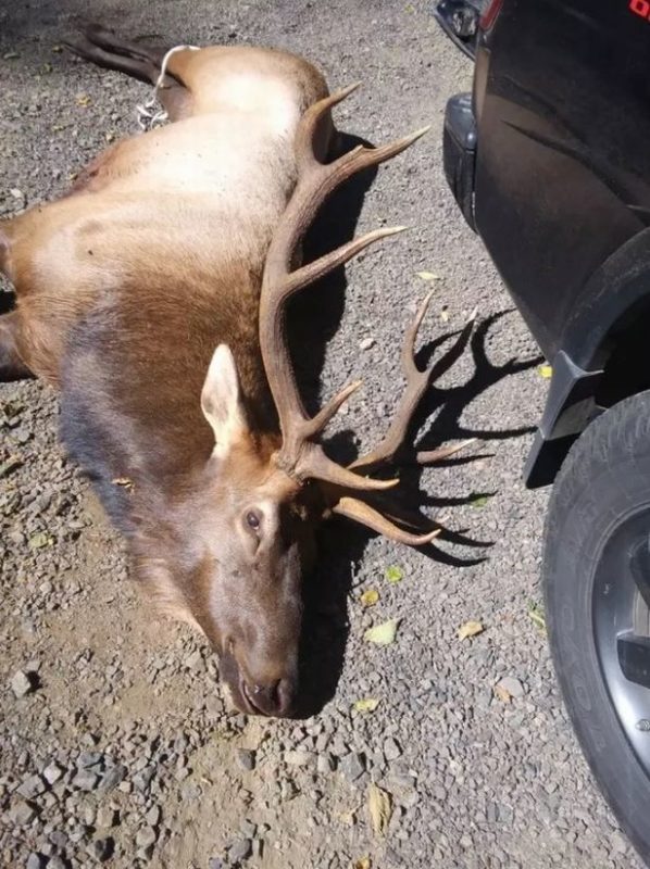 66-Year-Old Hunter Gored To Death By Elk That He Shot The Day Before