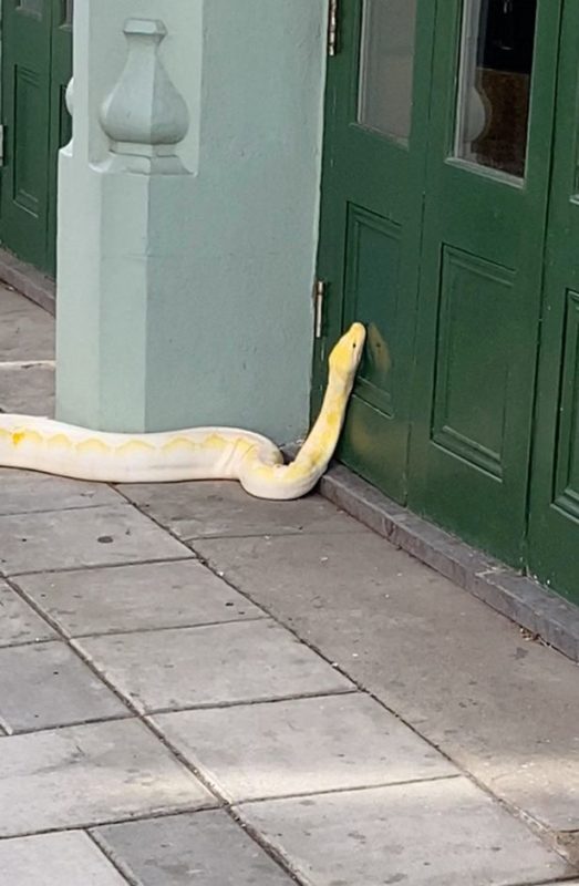 Fearless Young Man Takes Massive 12-Foot Yellow Python For A Walk On A ...